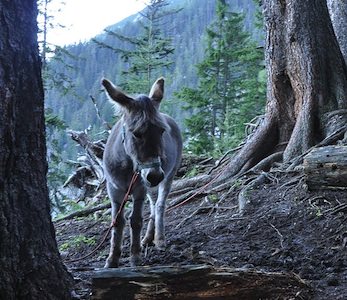 Die Webseite der Werdenfelser Berg- und Skiführer